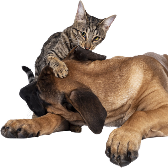 Skeeter Weeper™ Fogging System – Creeper Defeater